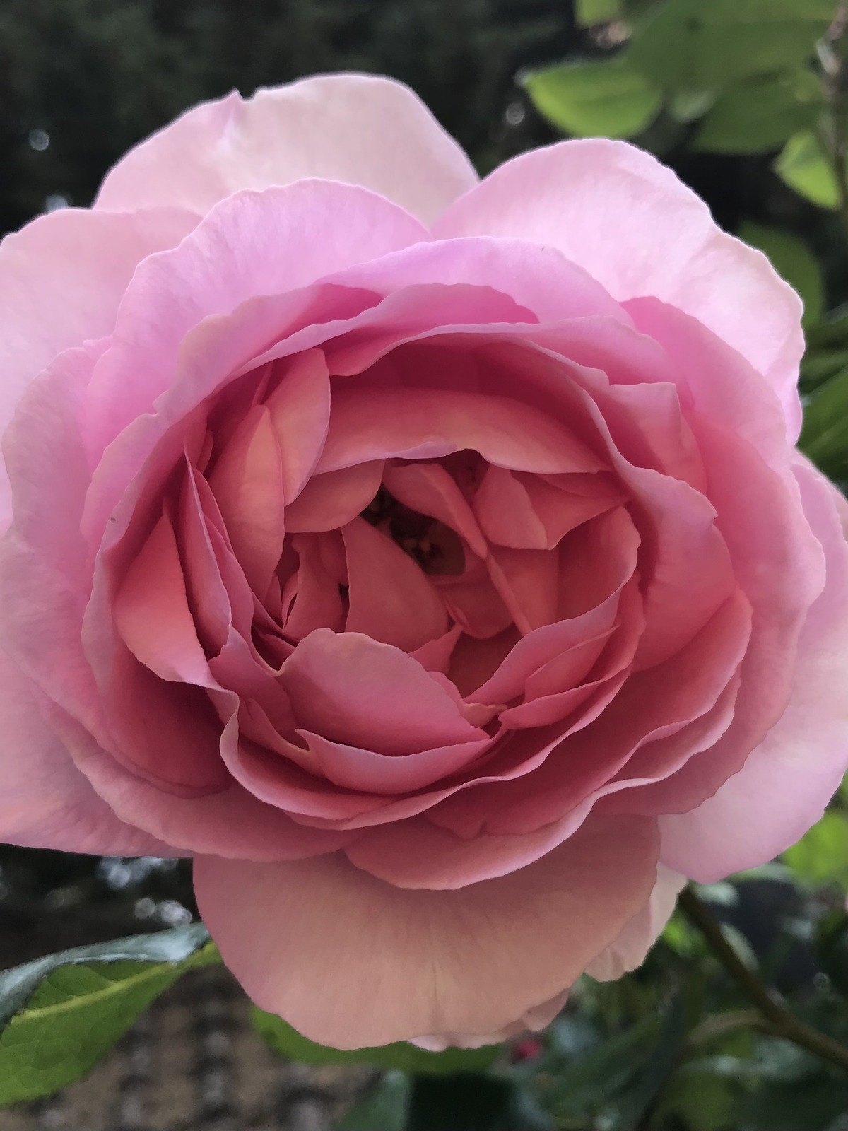 The week before ......