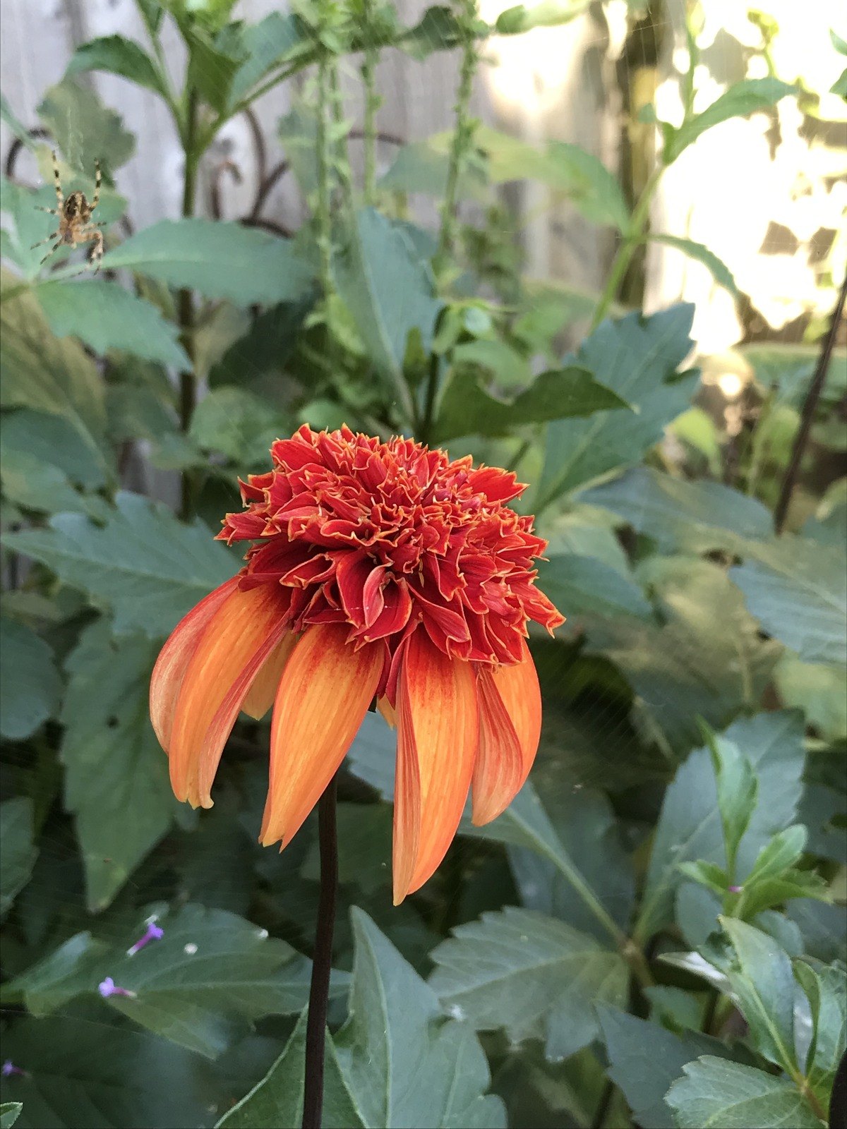 Autumn colour is here