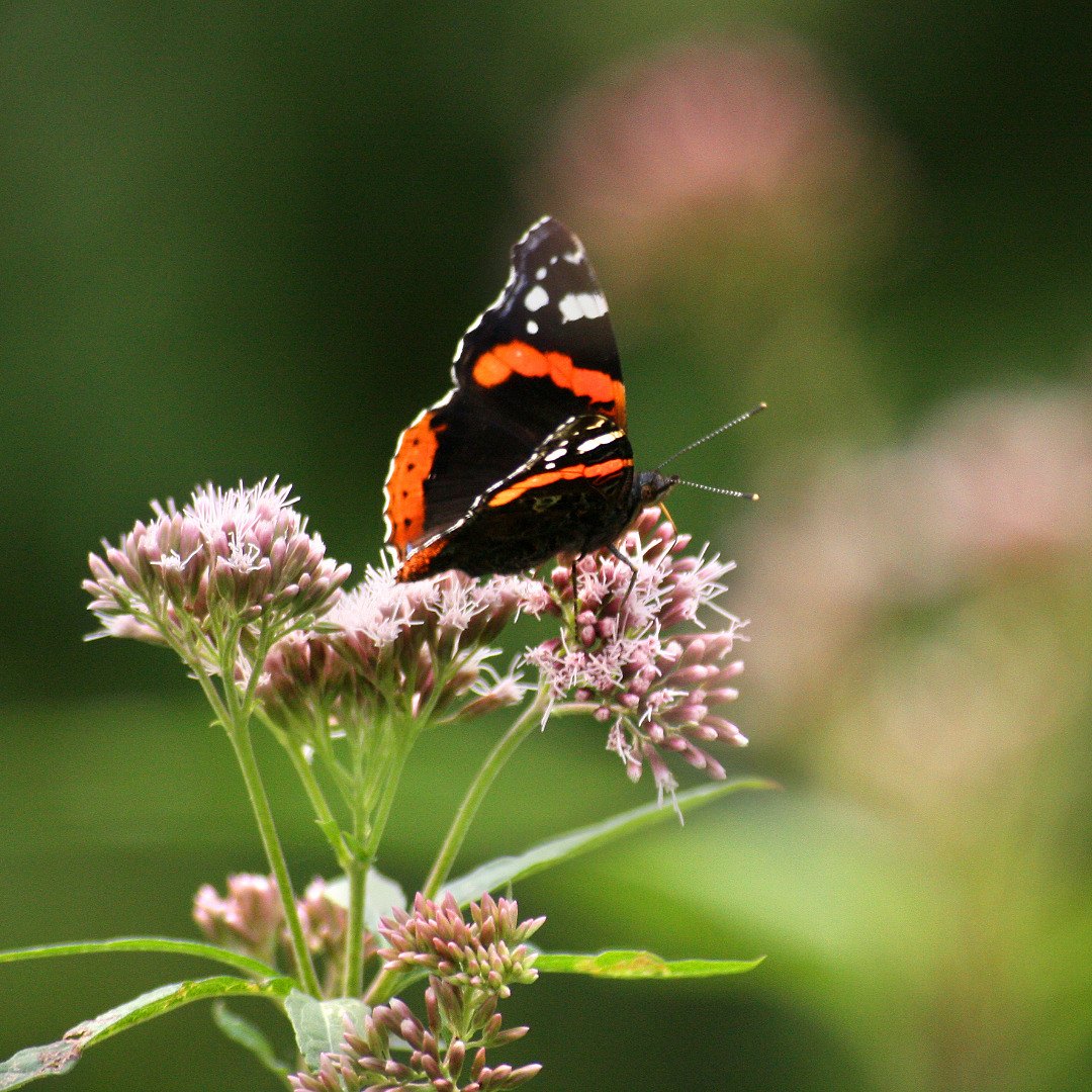 Britain's Enchanting Visitor: The Red Admiral Butterfly