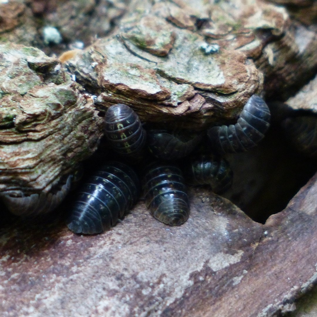 February Bug of the Month