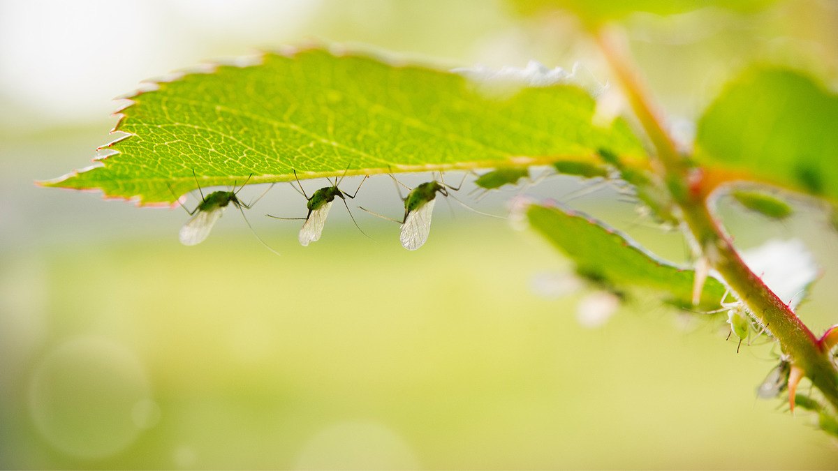 March Bug of the Month: Aphids | Fargro Home & Garden