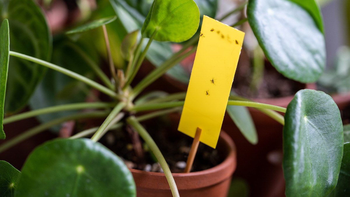 Controlling sciarid flies in peat-free compost