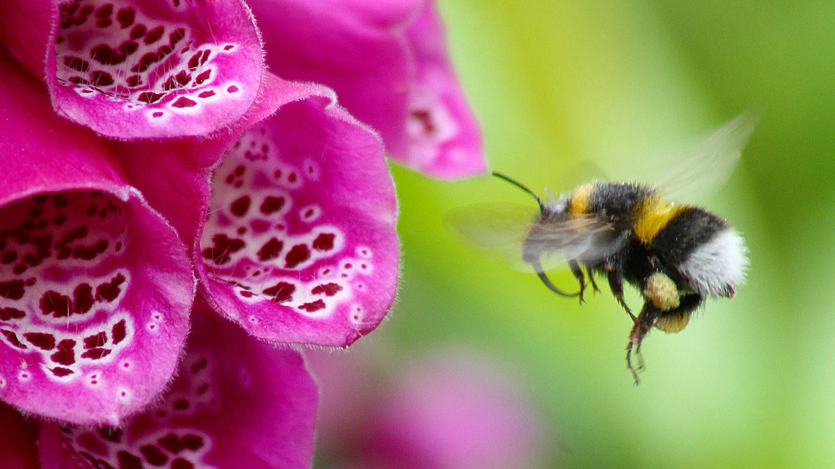 Gardening in June | Garden Advice