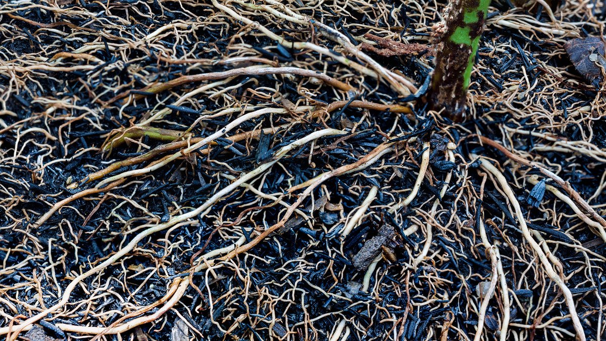 What is mycorrhizal fungi?