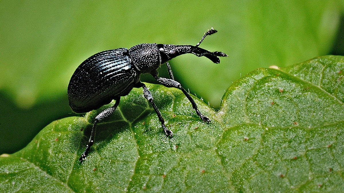 Bug of the Month: Black Vine Weevil | Fargro Home & Garden