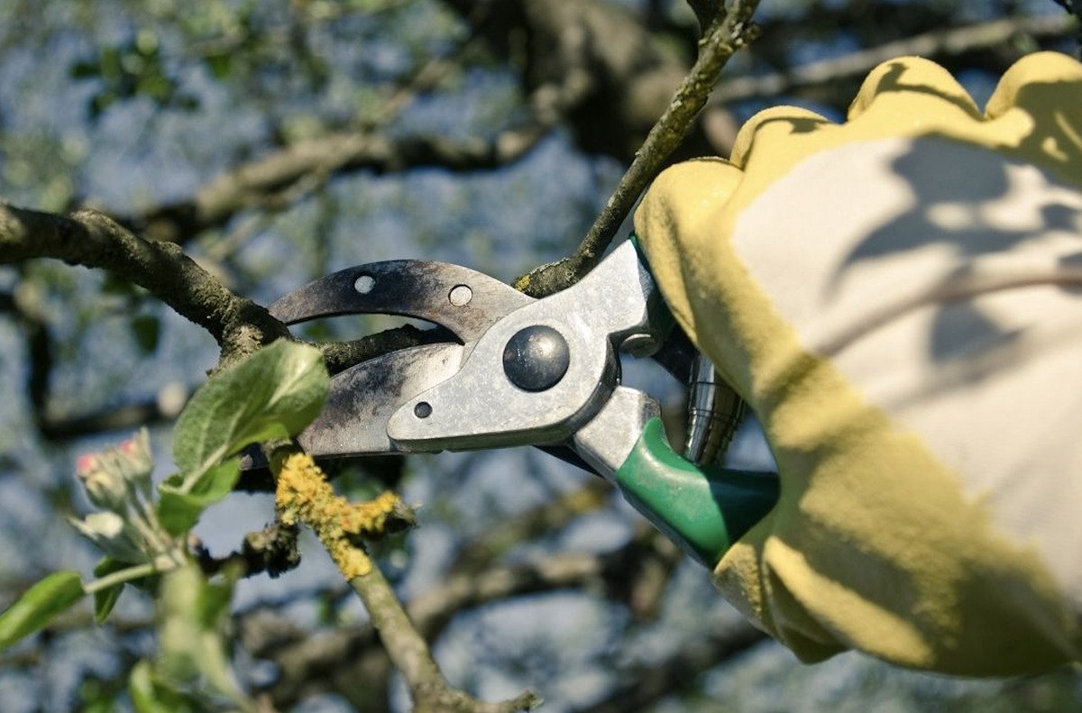 How to prune