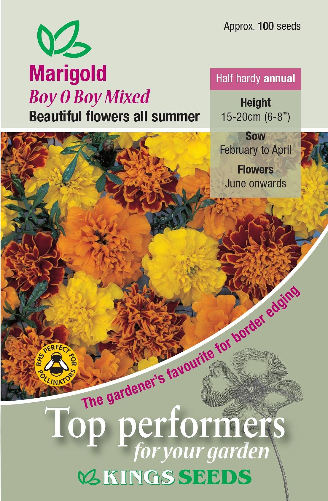 Marigold French Boy O Boy Mixed Flower Seeds