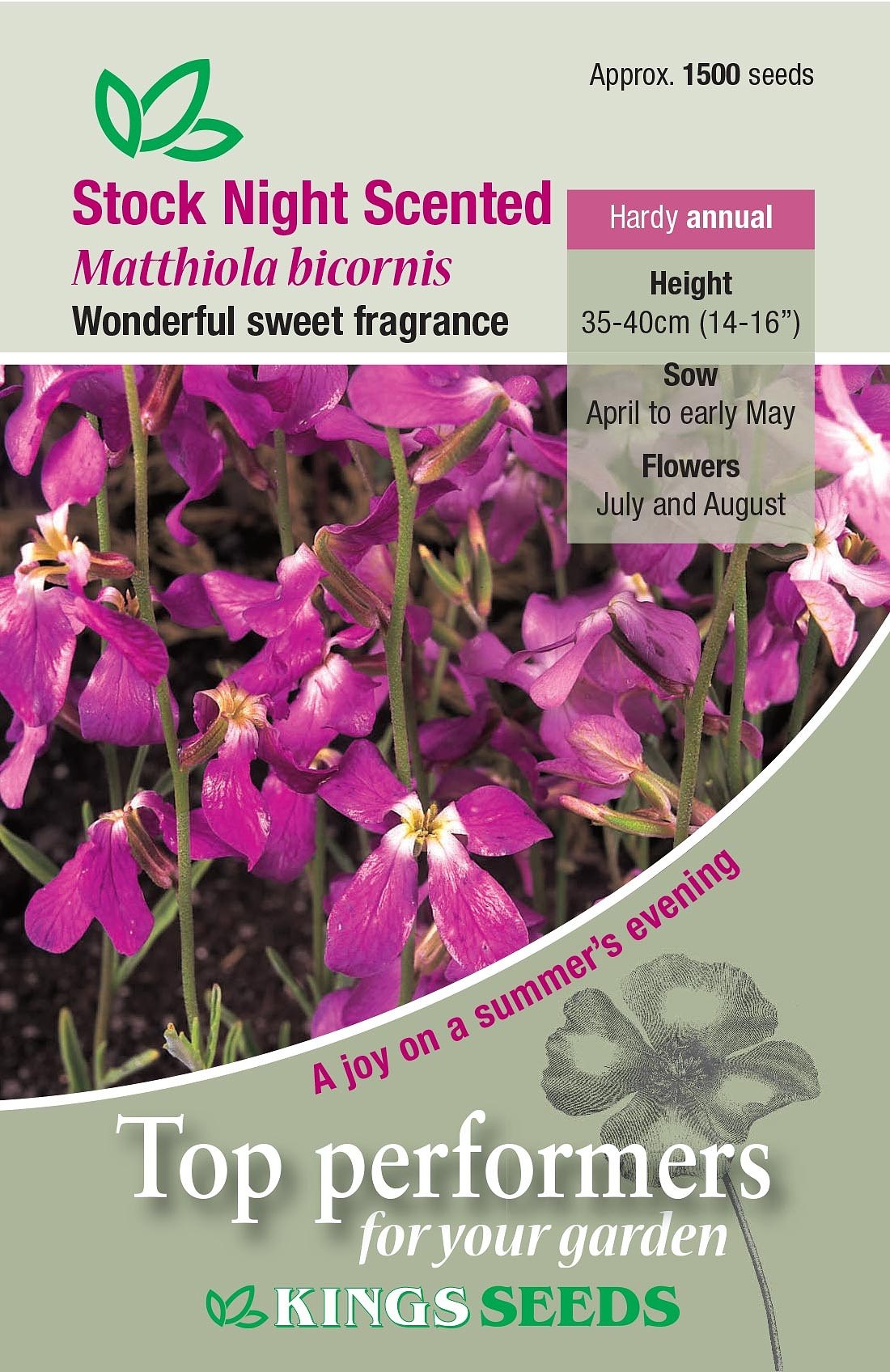 Stock Night Scented Flower Seed