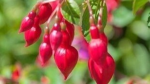 Bug of the Month: Fuchsia Gall Mites | Fargro Home & Garden