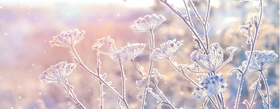 Gardening in January | Garden Advice