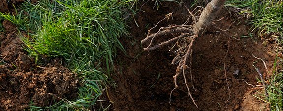 What is tree planting compost?