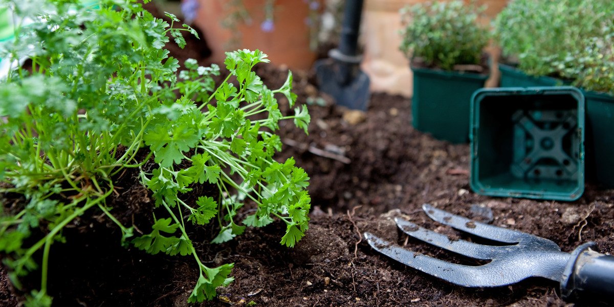 Growing Your Own Herb Garden | The Garden Superstore