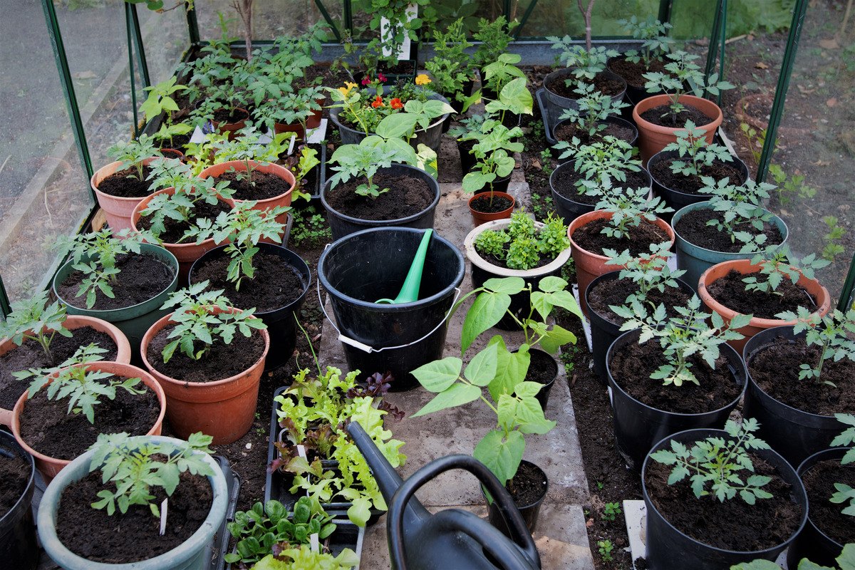 Potting Perfection: Choosing the Right Plant Pot