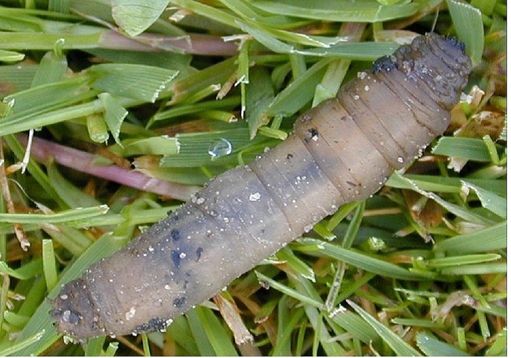 Bug of the Month: Leather Jackets | Fargro Home & Garden